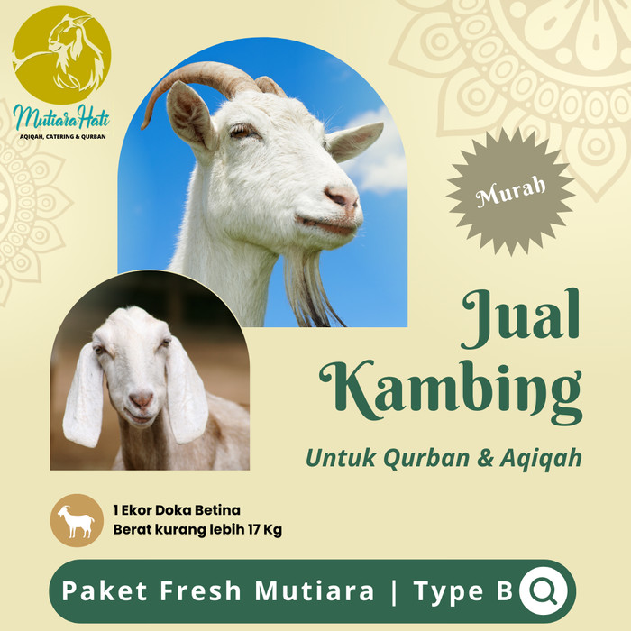 Jual Domba – Kambing (Doka) Murah | Type B Betina – Mutiara Hati Store